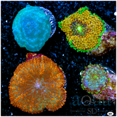 Frag Packs – Aqua SD