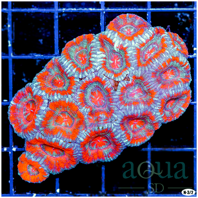 Acans – Aqua SD