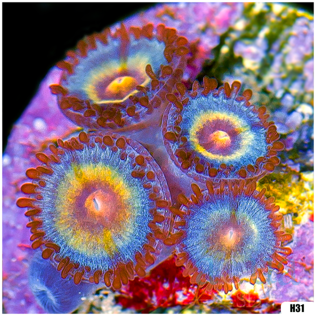 Zoas & Palys – Aqua SD