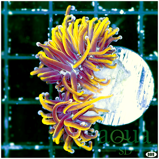 New Arrivals – Aqua SD