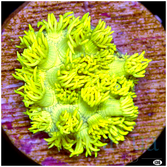 Gonis & Alves – Aqua SD