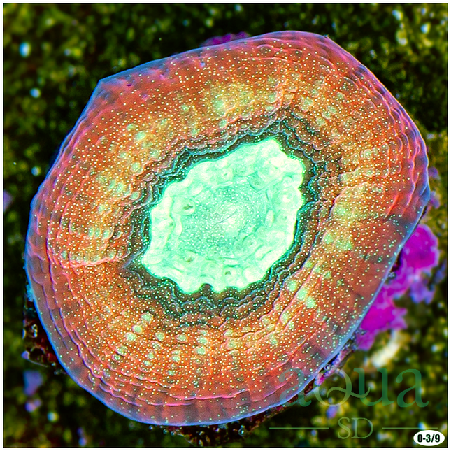 New Arrivals – Aqua SD