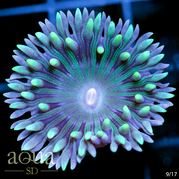 Baby Blue Duncan Coral - Multiples Available – Aqua SD
